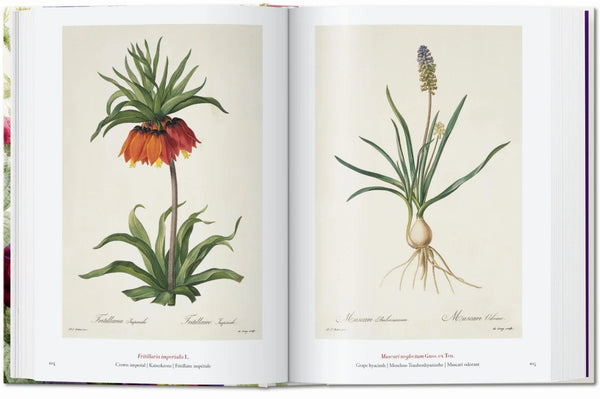 The Book of Flowers Pierre-Joseph Redoute - The Shops at the Denver Art ...